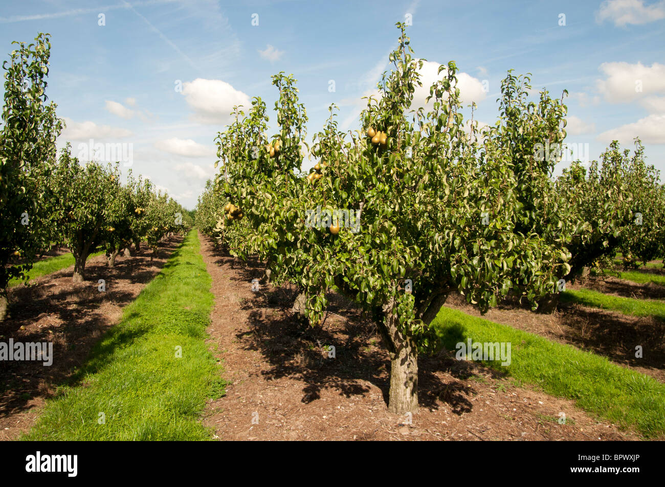 Pear orchard kent countryside england UK Stock Photo - Alamy