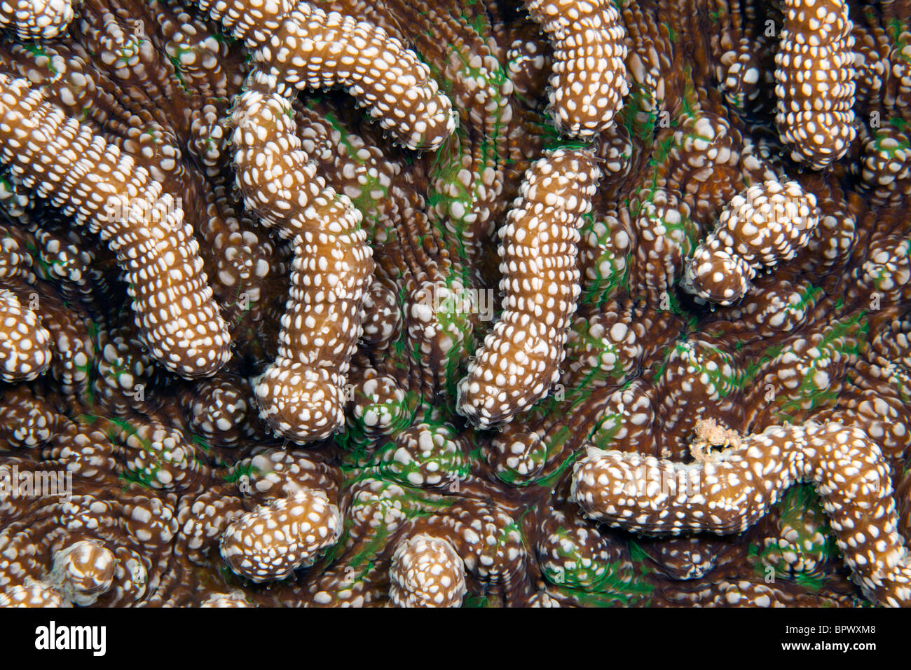 Close up photo of Brain coral on coral reef Stock Photo - Alamy