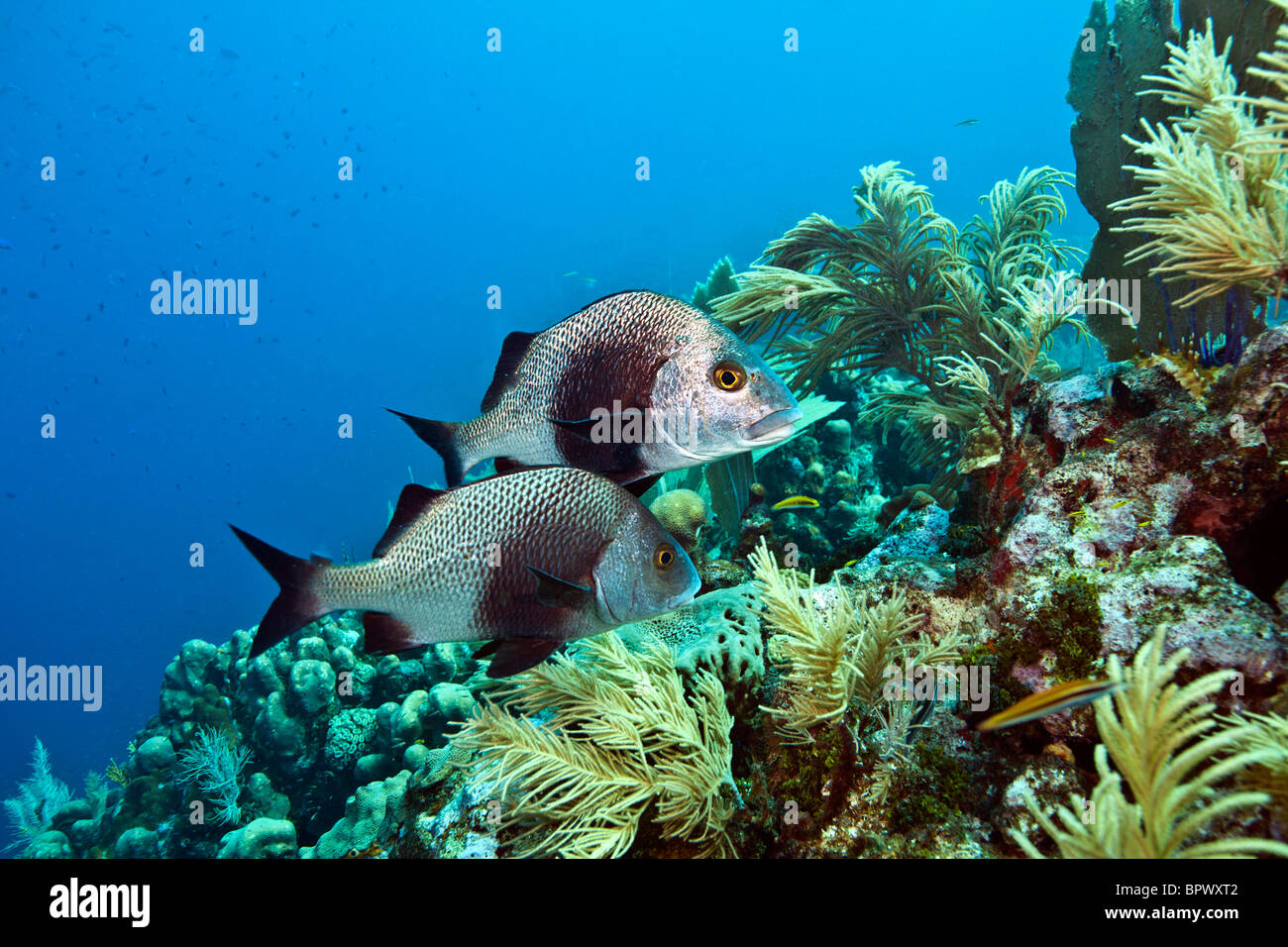 Underwater Coral reef with Black Margate fish swimming Stock Photo - Alamy