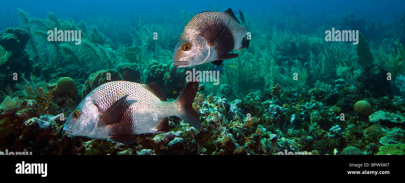 Underwater Coral reef with Black Margate fish swimming Stock Photo - Alamy