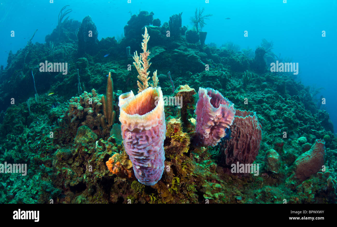 Azure vase sponge on outcropping underwater coral reef Stock Photo - Alamy
