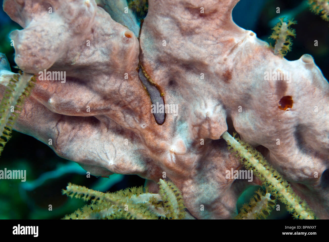 Underwater Coral reef with Lumpy overgrowing sponge attached to soft ...