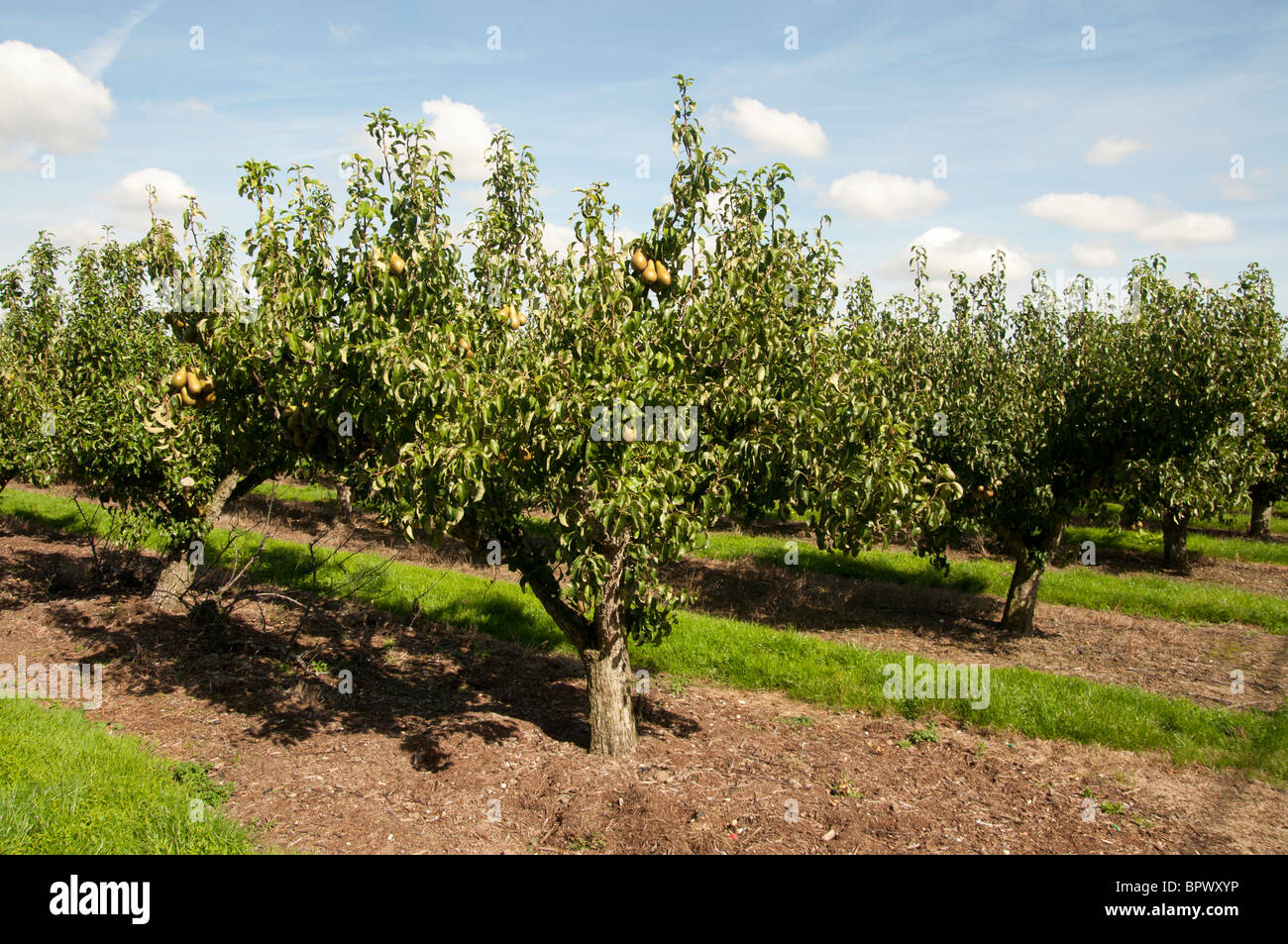 Cider pear trees hi-res stock photography and images - Alamy