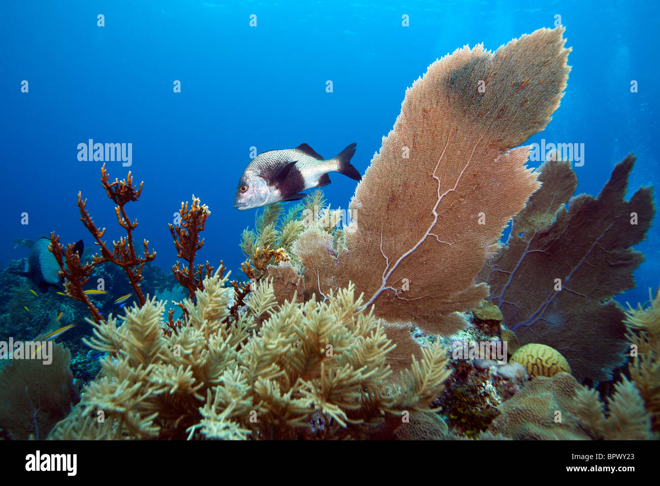 Underwater Coral reef with Black Margate fish swimming Stock Photo - Alamy