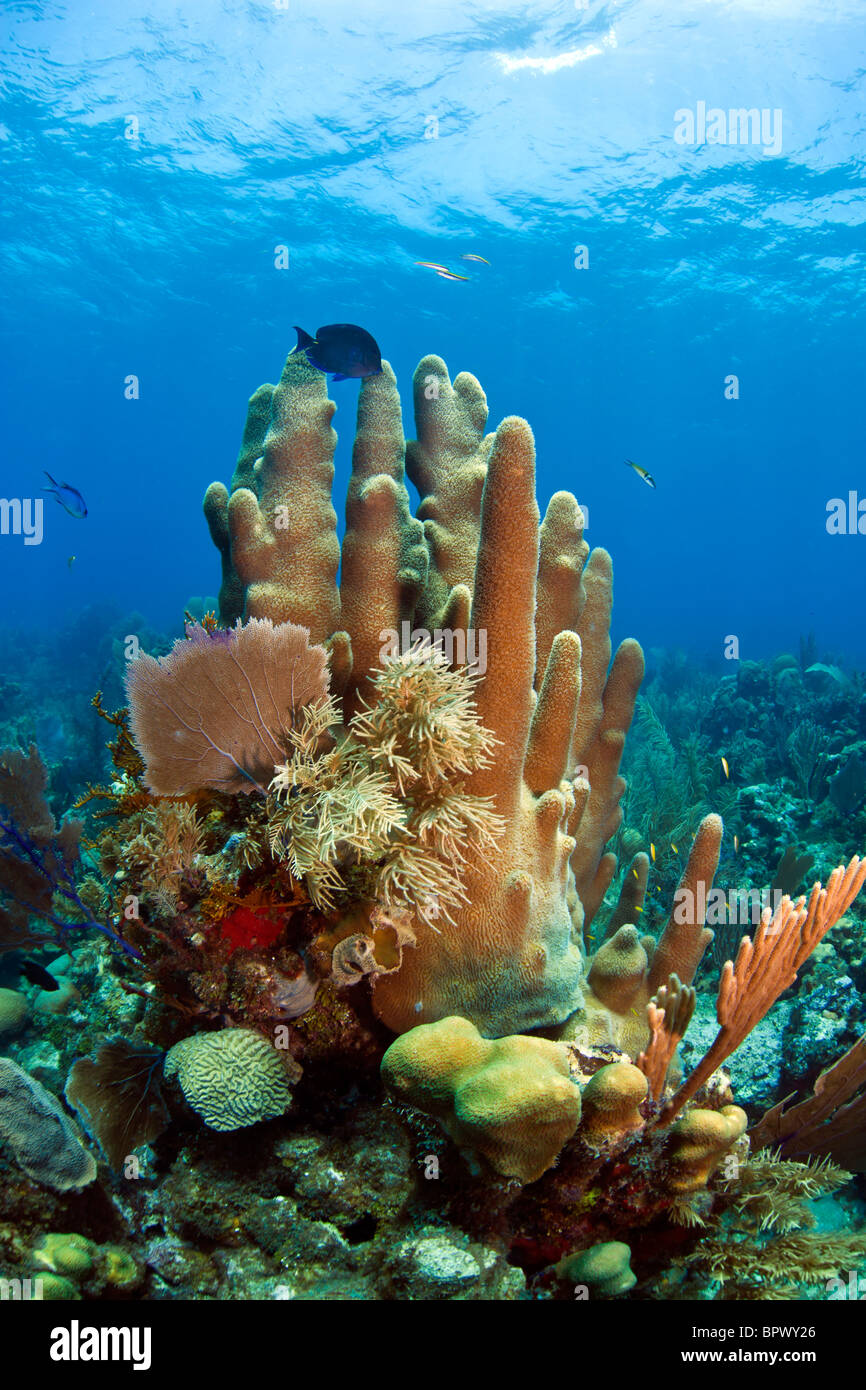 Underwater Coral reef with large coral head with pillar coral Stock ...