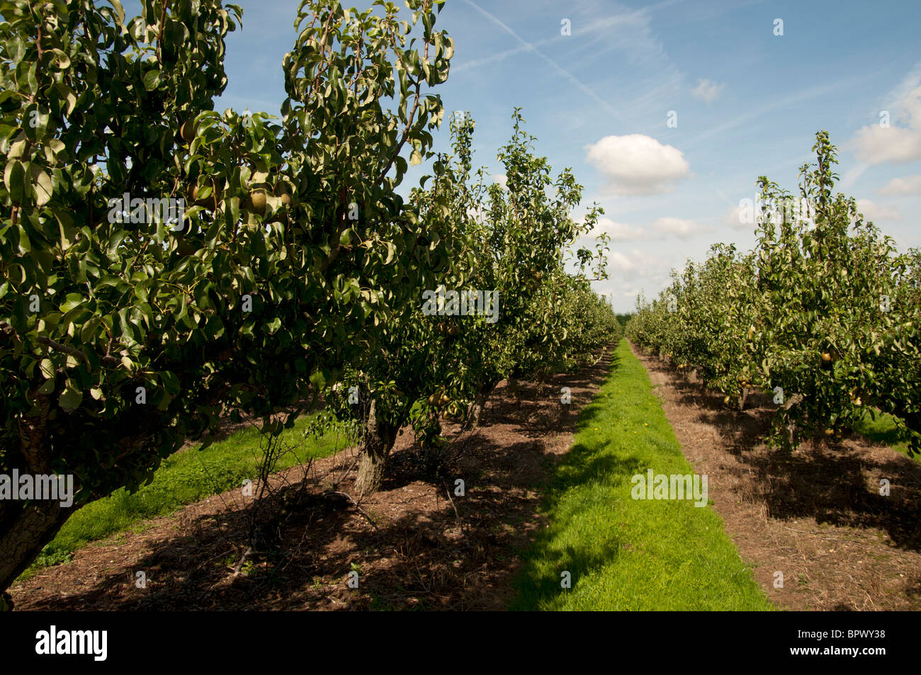 Pear orchard kent countryside england UK Stock Photo - Alamy