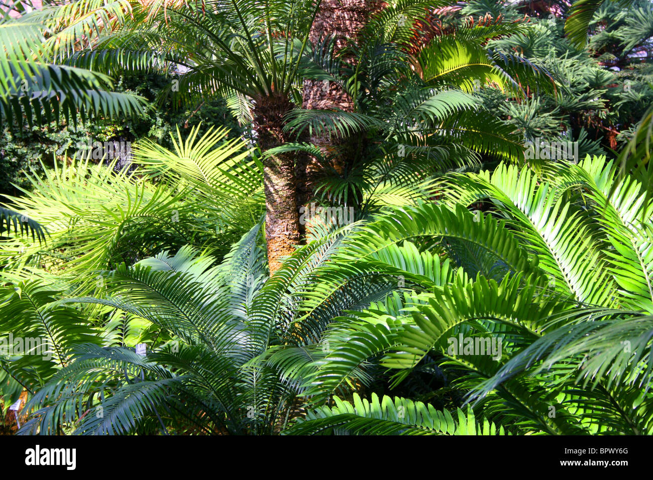 The palme hi-res stock photography and images - Alamy