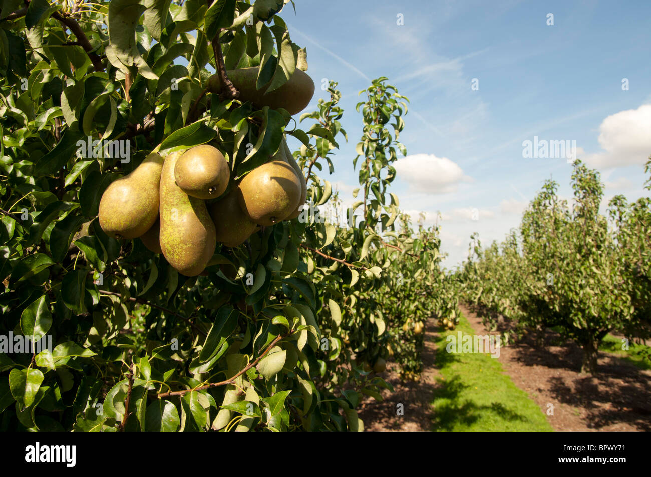 Pear orchard uk hi-res stock photography and images - Alamy