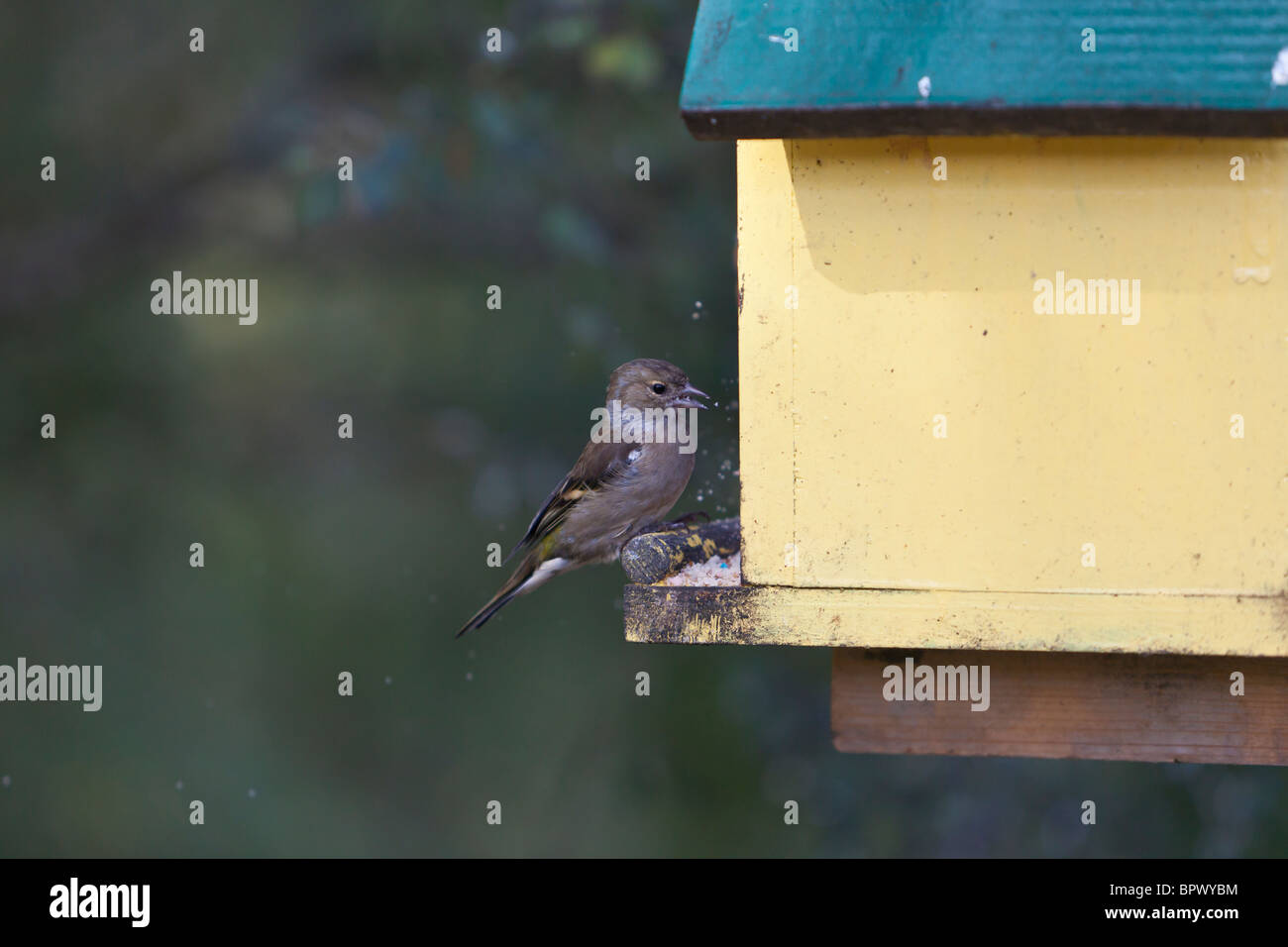 Chaffinches in flight approaching and landing on feed boxes Stock Photo ...