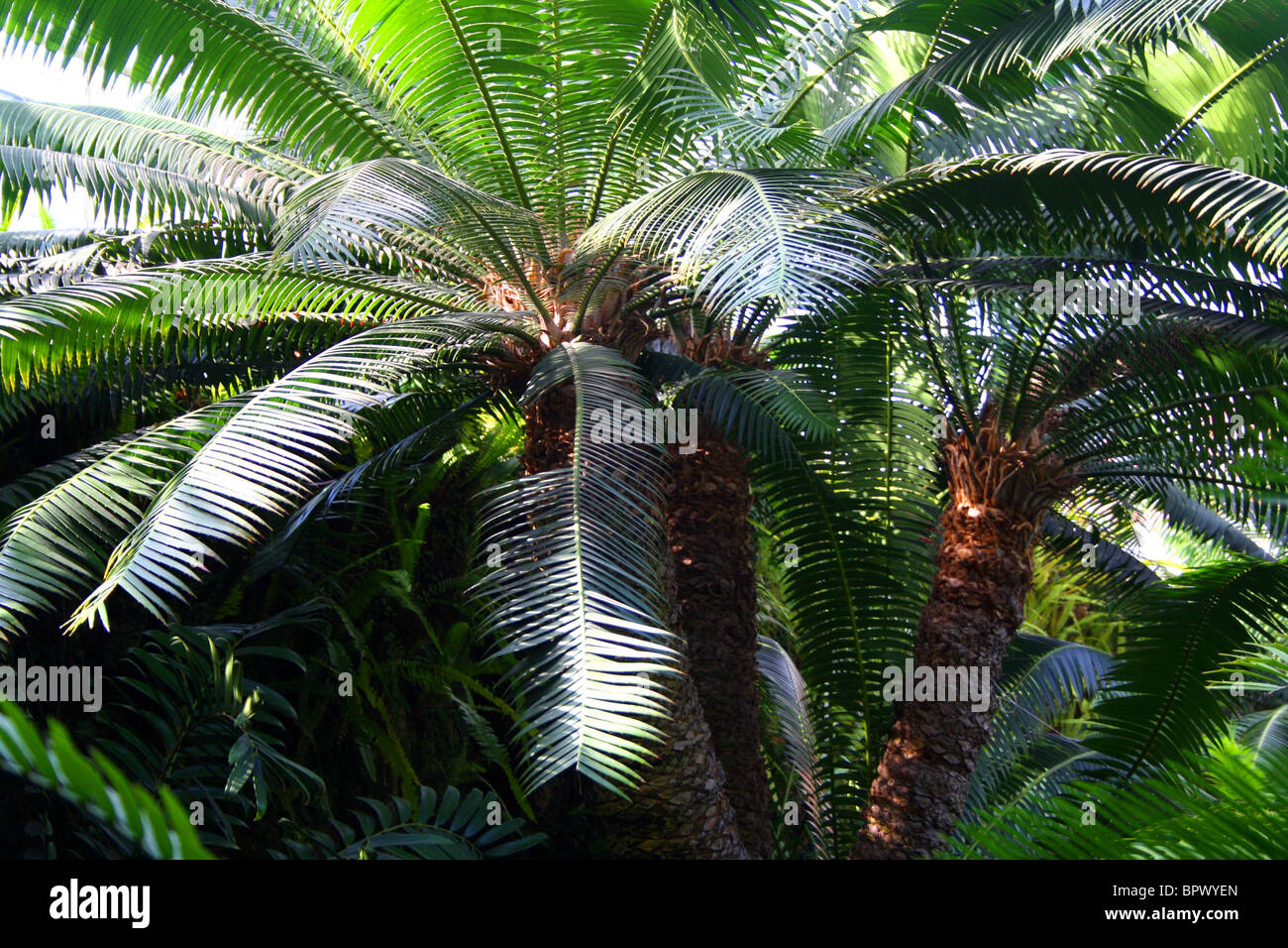 See palme hi-res stock photography and images - Alamy