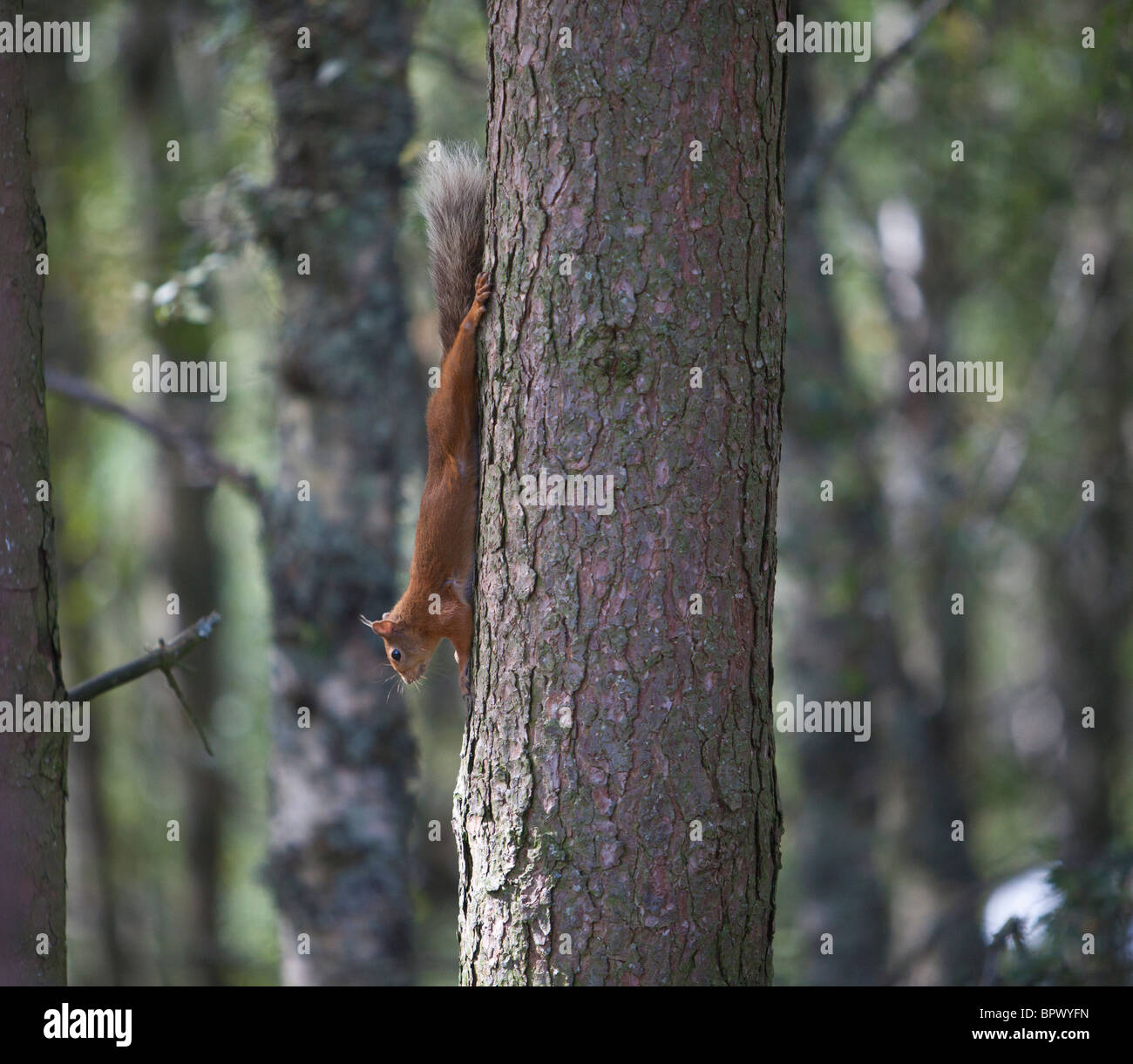 Red Squirrel in her natural habitat Stock Photo - Alamy