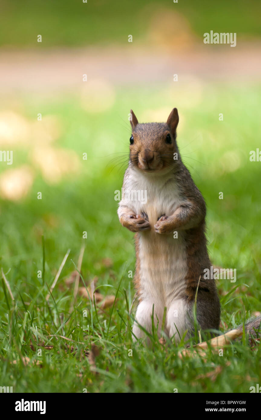 Squirrel standing hi-res stock photography and images - Alamy