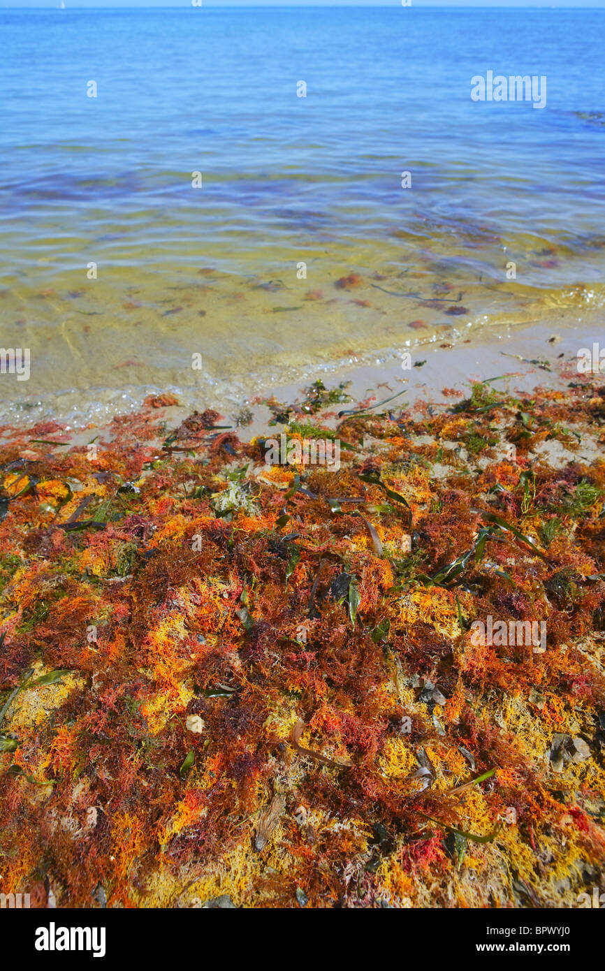 colorful yellow red seaweed algae on sea ocean shore coastline Stock ...