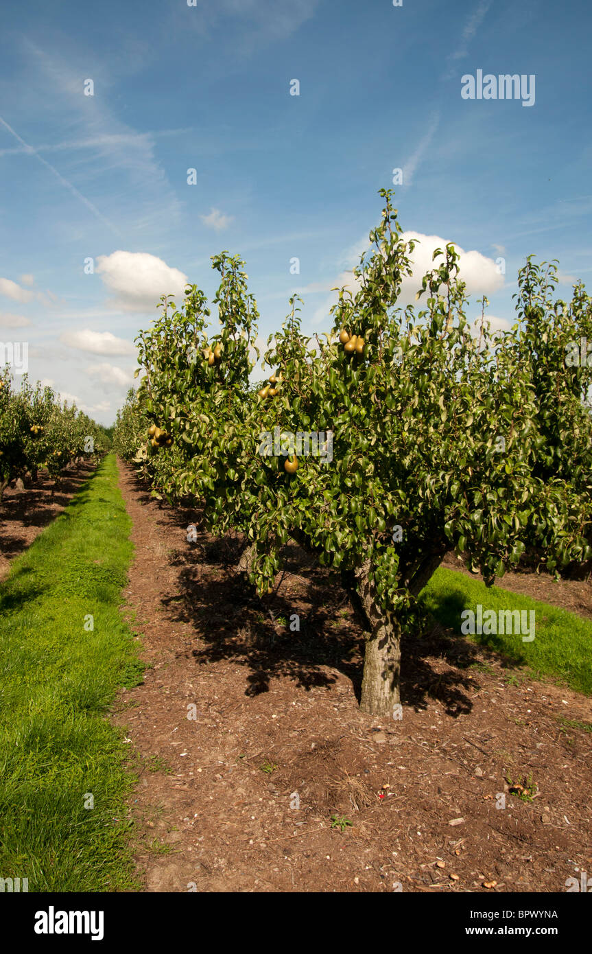 Orchard england hi-res stock photography and images - Alamy
