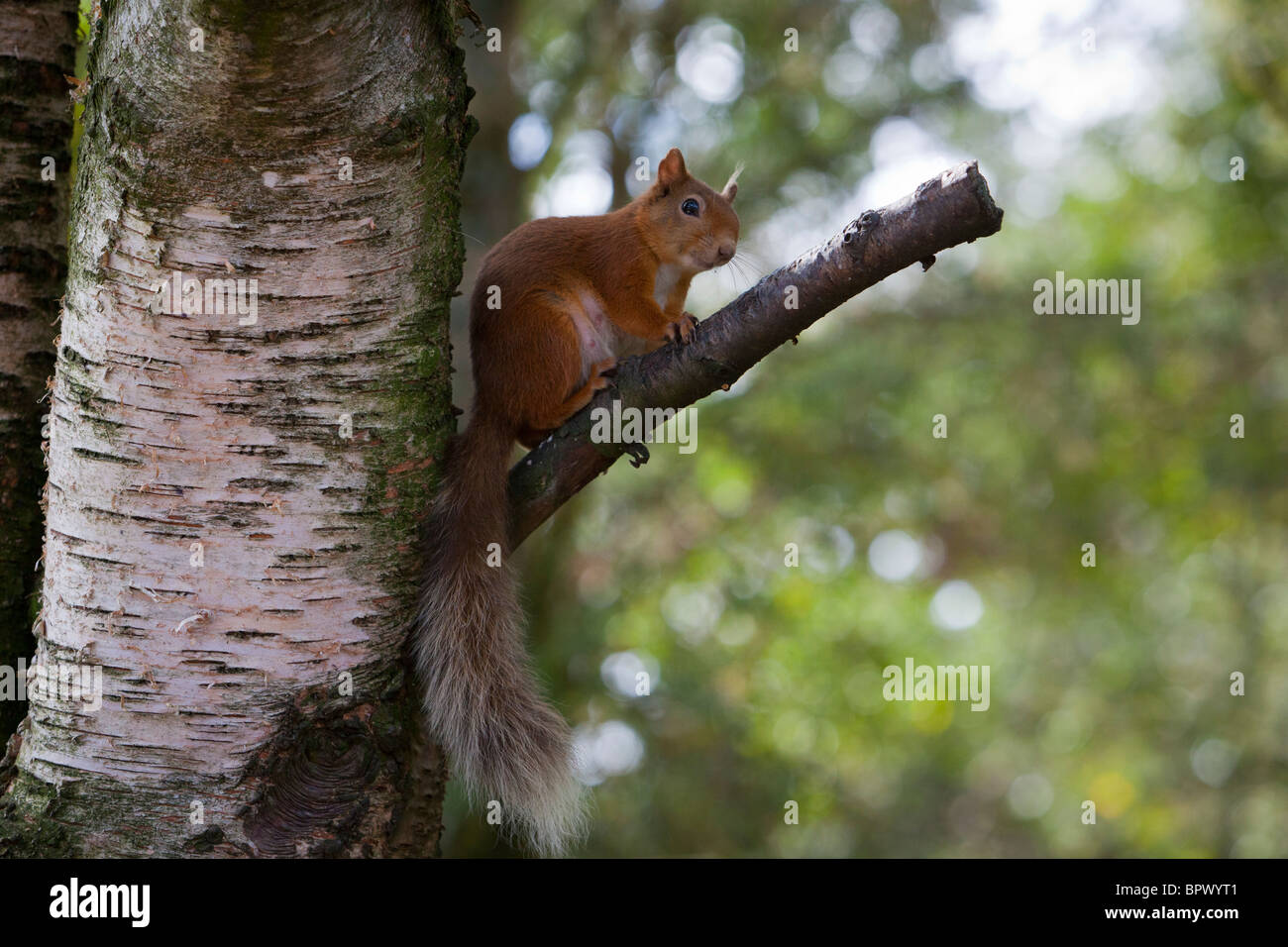 Drey squirrel hi-res stock photography and images - Alamy