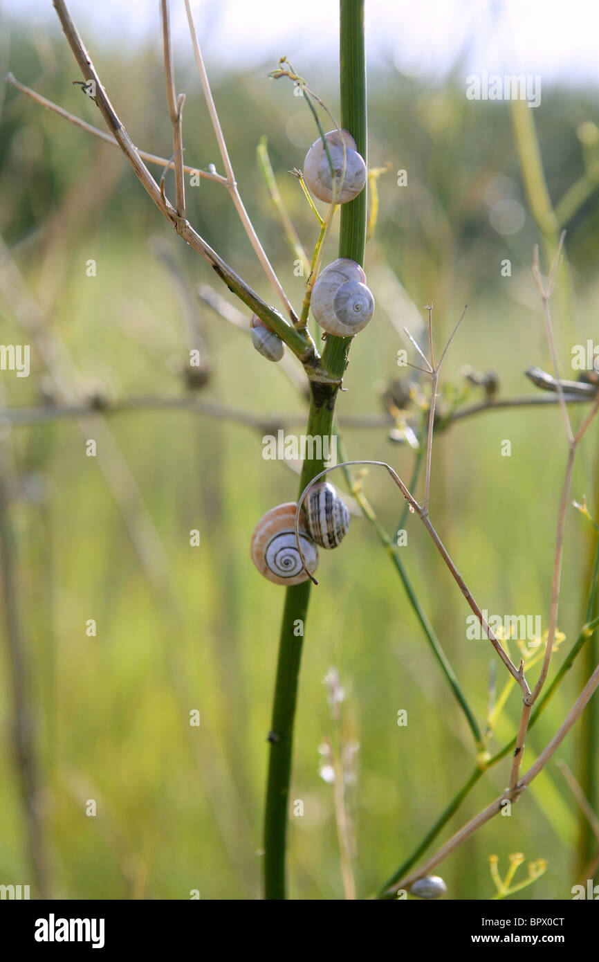 Green plant with snails climbing up spring field Stock Photo - Alamy