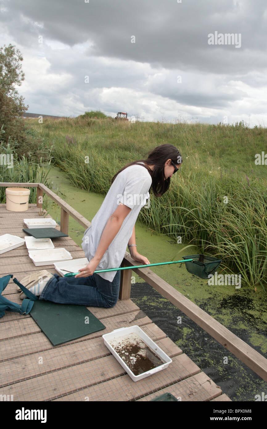 Newt tadpoles pond hi-res stock photography and images - Alamy