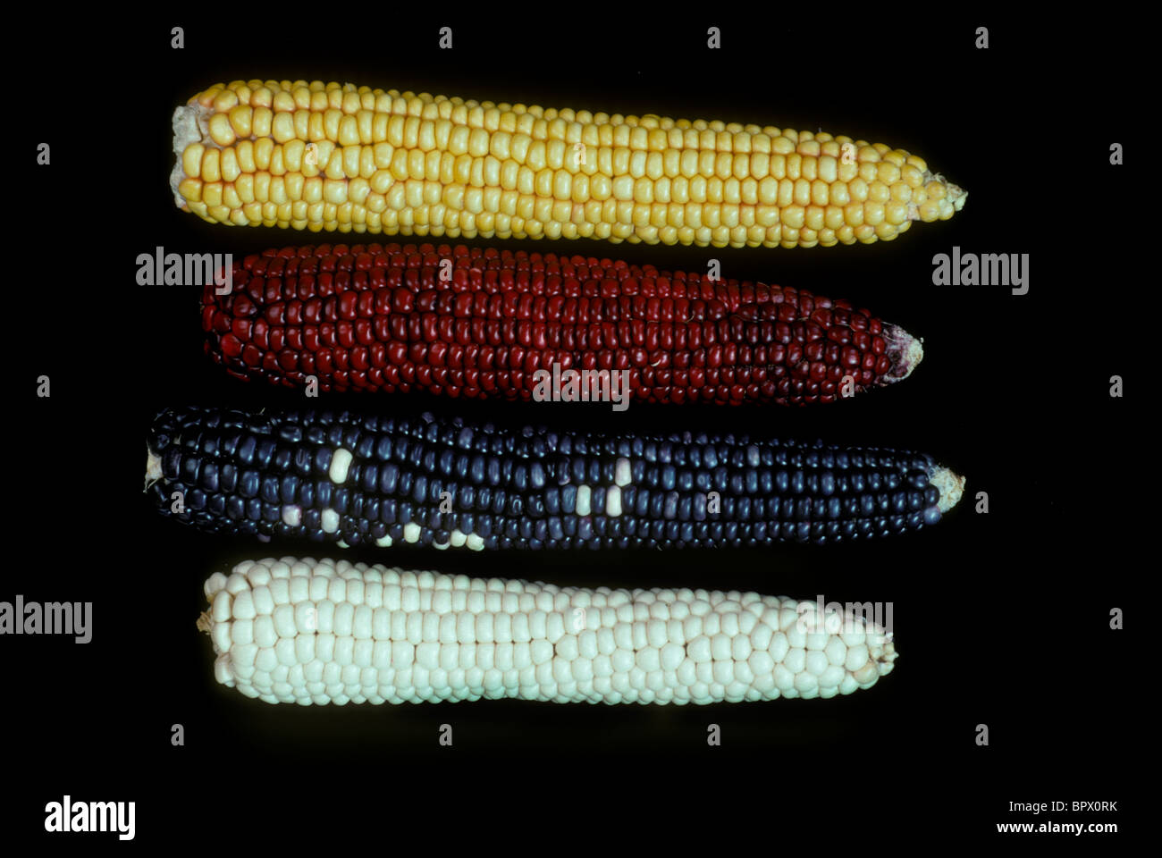 Native americans corn hi-res stock photography and images - Alamy