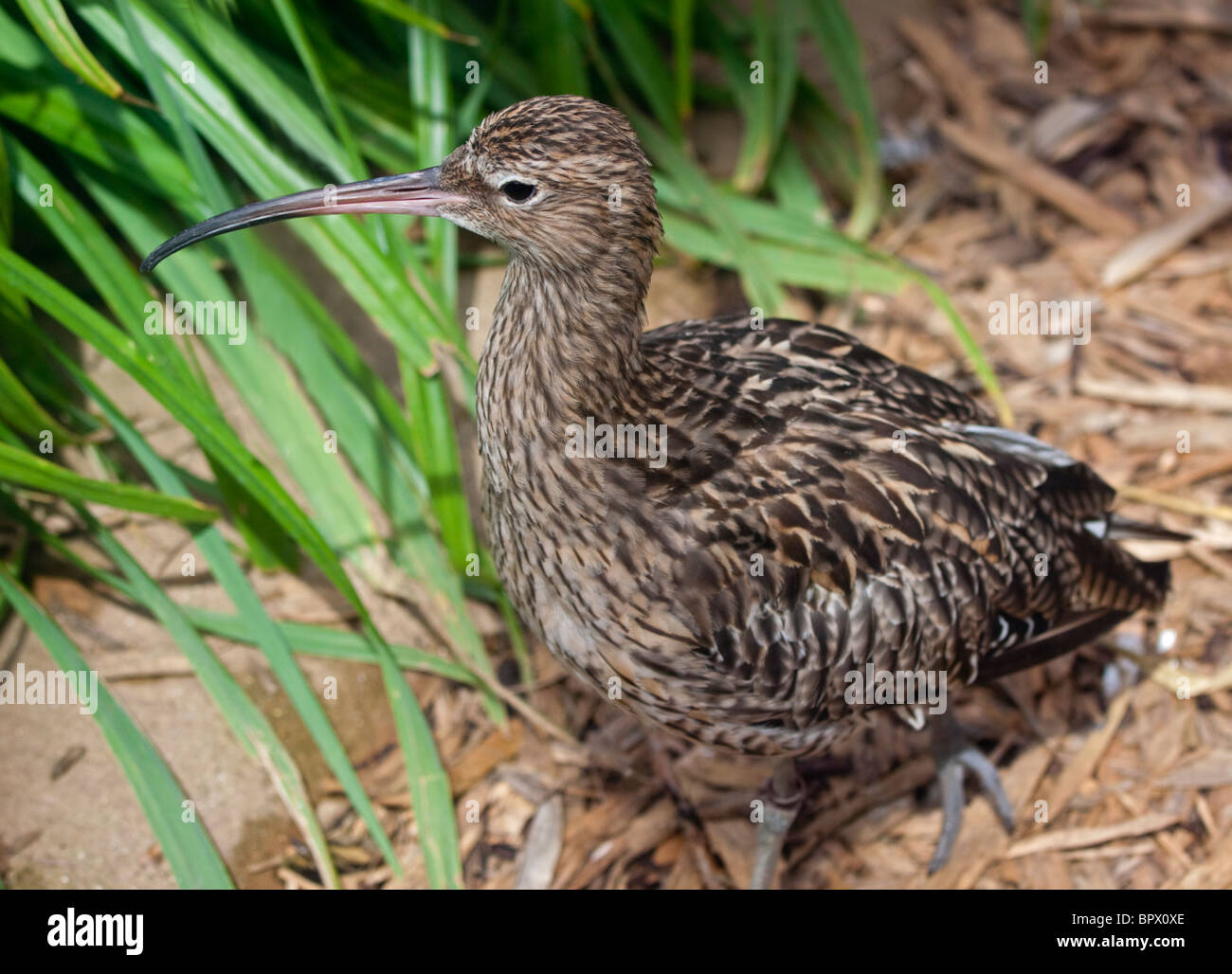 Eurasian Curlew (numenius arquata Stock Photo - Alamy