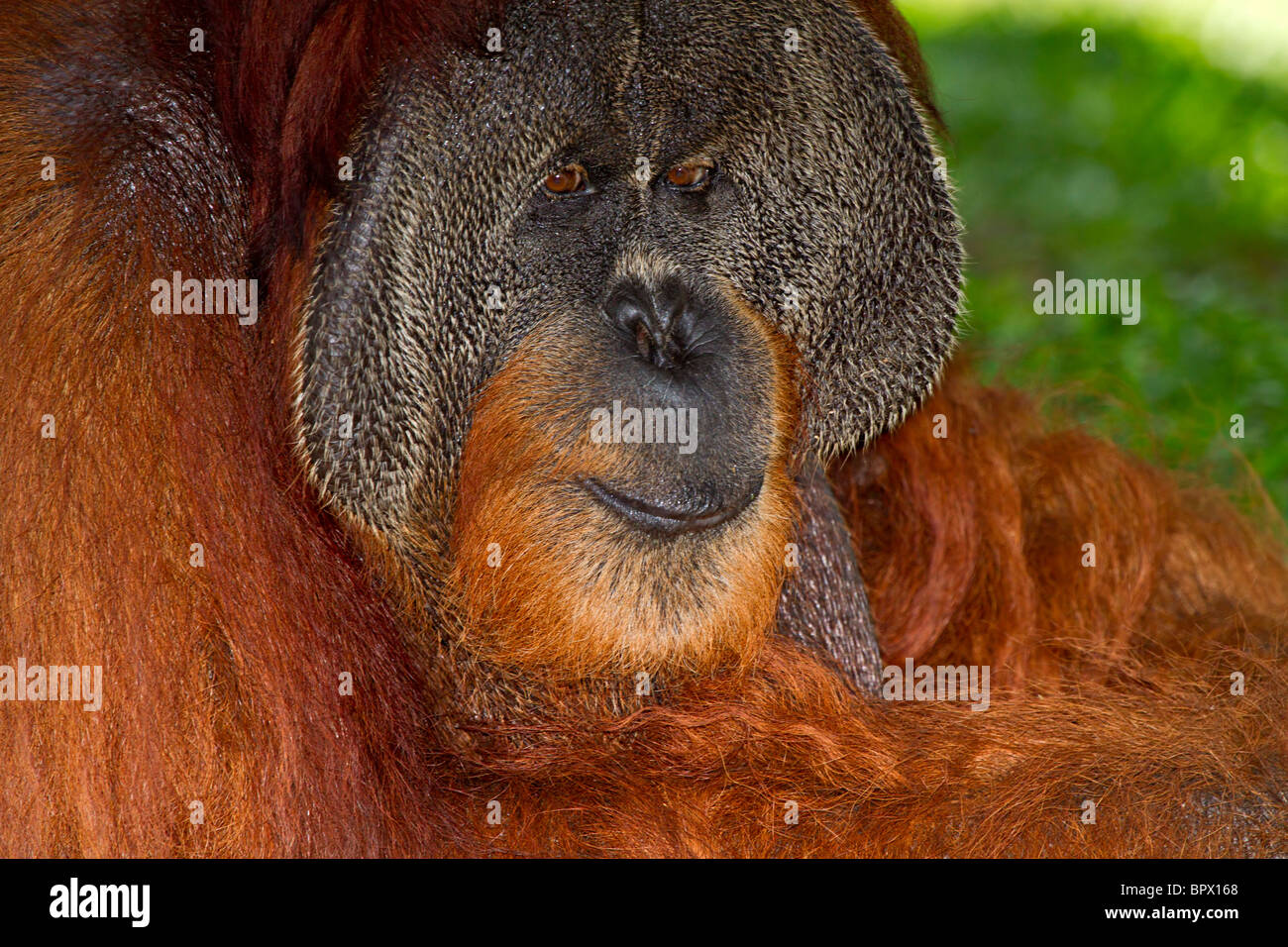 Orangutan, Pongo pygmaeus, male. A mature male orangutan with a ...