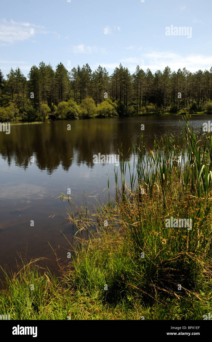 State forests in france hi-res stock photography and images - Alamy