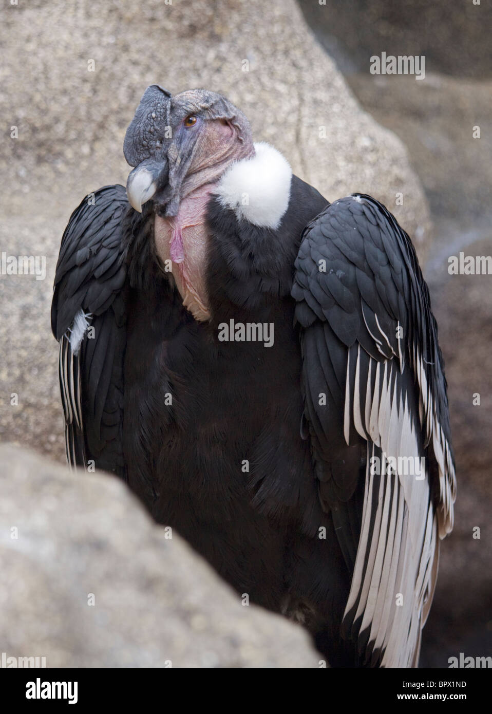 Male condors hi-res stock photography and images - Alamy