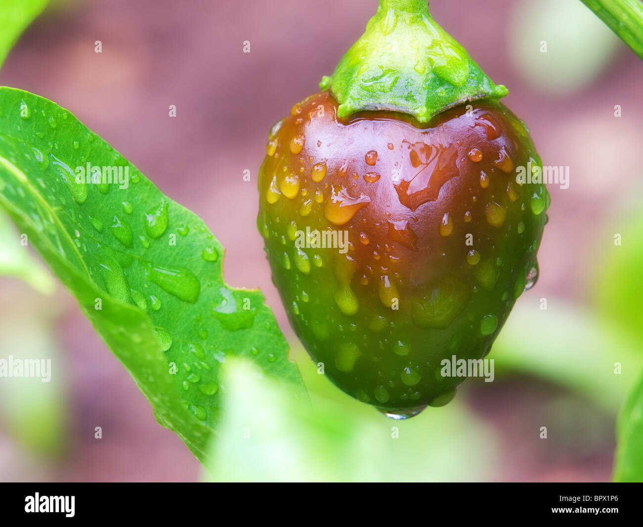 Closeup of unripe pepper after morning rain Stock Photo - Alamy