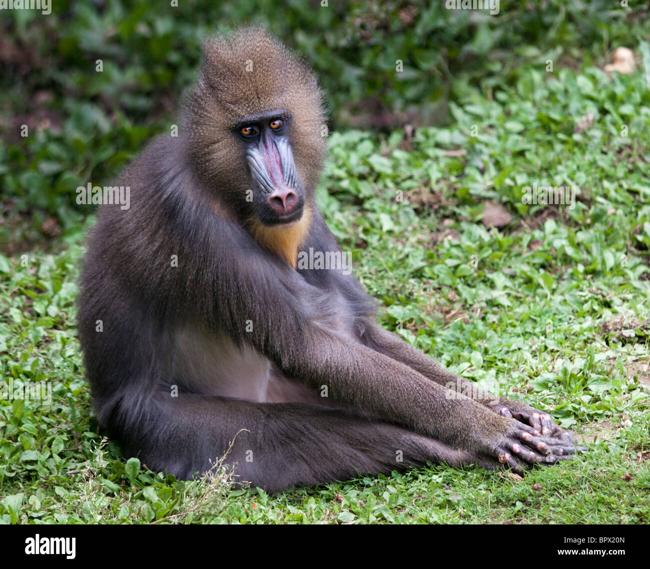Mandrill (mandrillus sphinx Stock Photo - Alamy