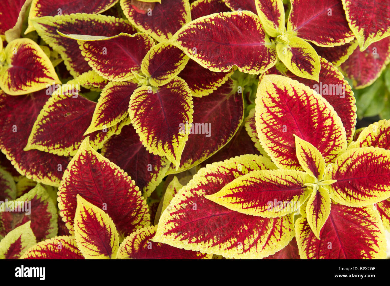 Coleus Red Plant High Resolution Stock Photography and Images - Alamy