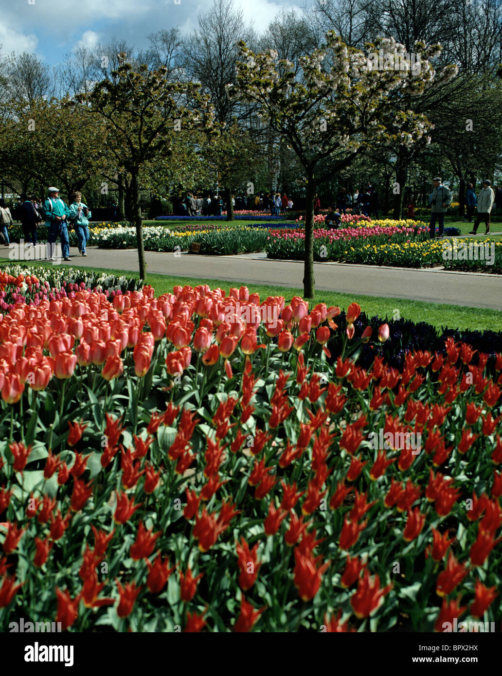 Bulb Fields, Keukenhof, Lisse, Netherlands Stock Photo - Alamy