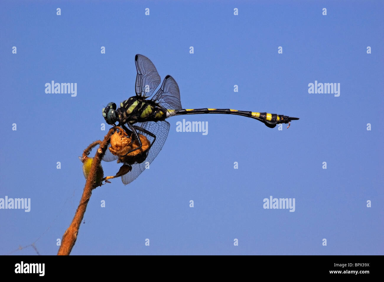 Dragonfly - Common Clubtail (Ictinogomphus rapax Stock Photo - Alamy