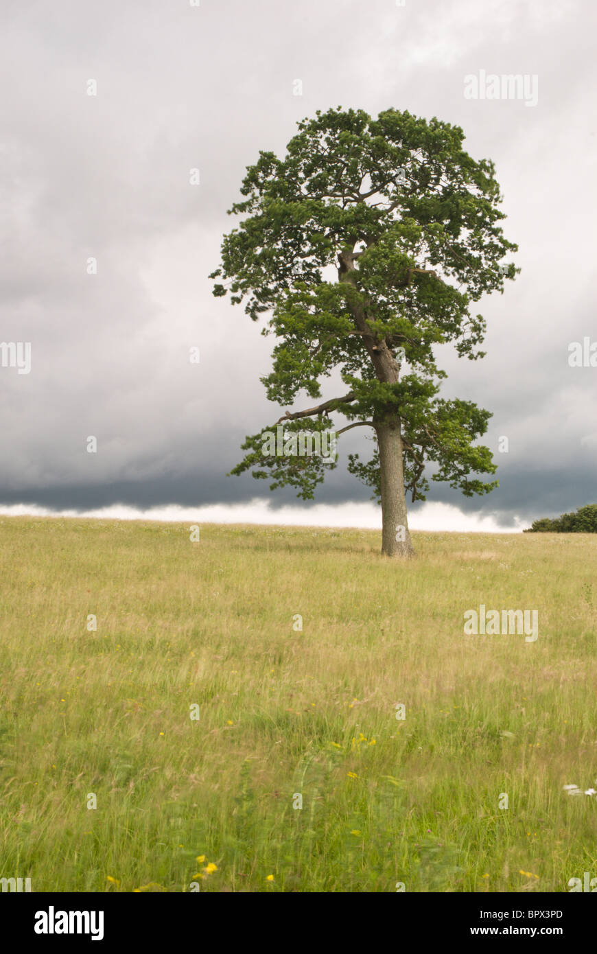 Tree dark storm hi-res stock photography and images - Alamy