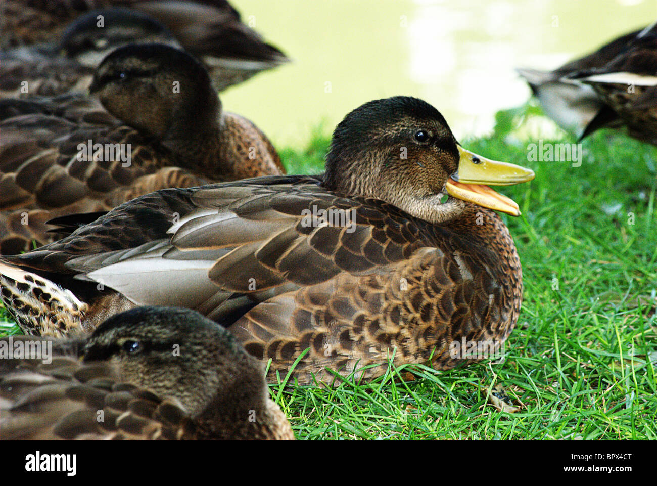 Mallard hens sleeping beside Erie Canal Stock Photo - Alamy