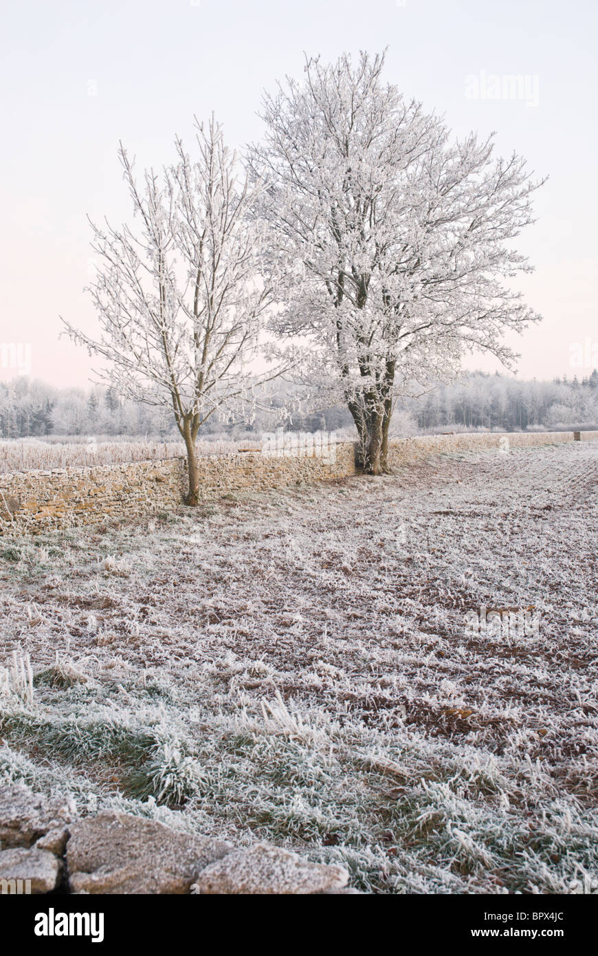 Hoar frost trees hi-res stock photography and images - Alamy