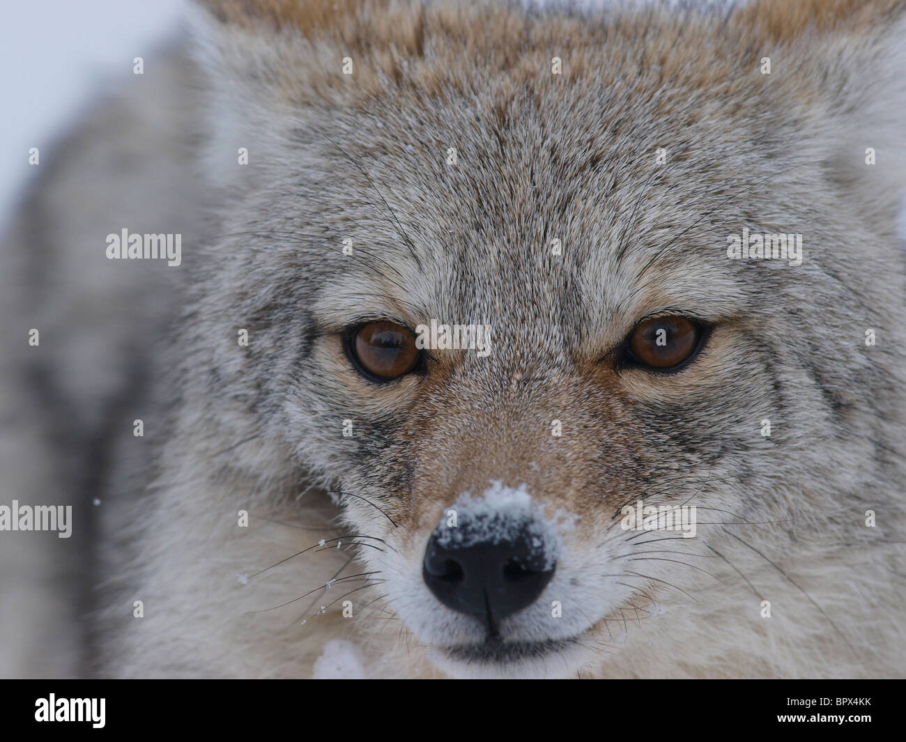 Coyote, Yellowstone National Park Stock Photo - Alamy