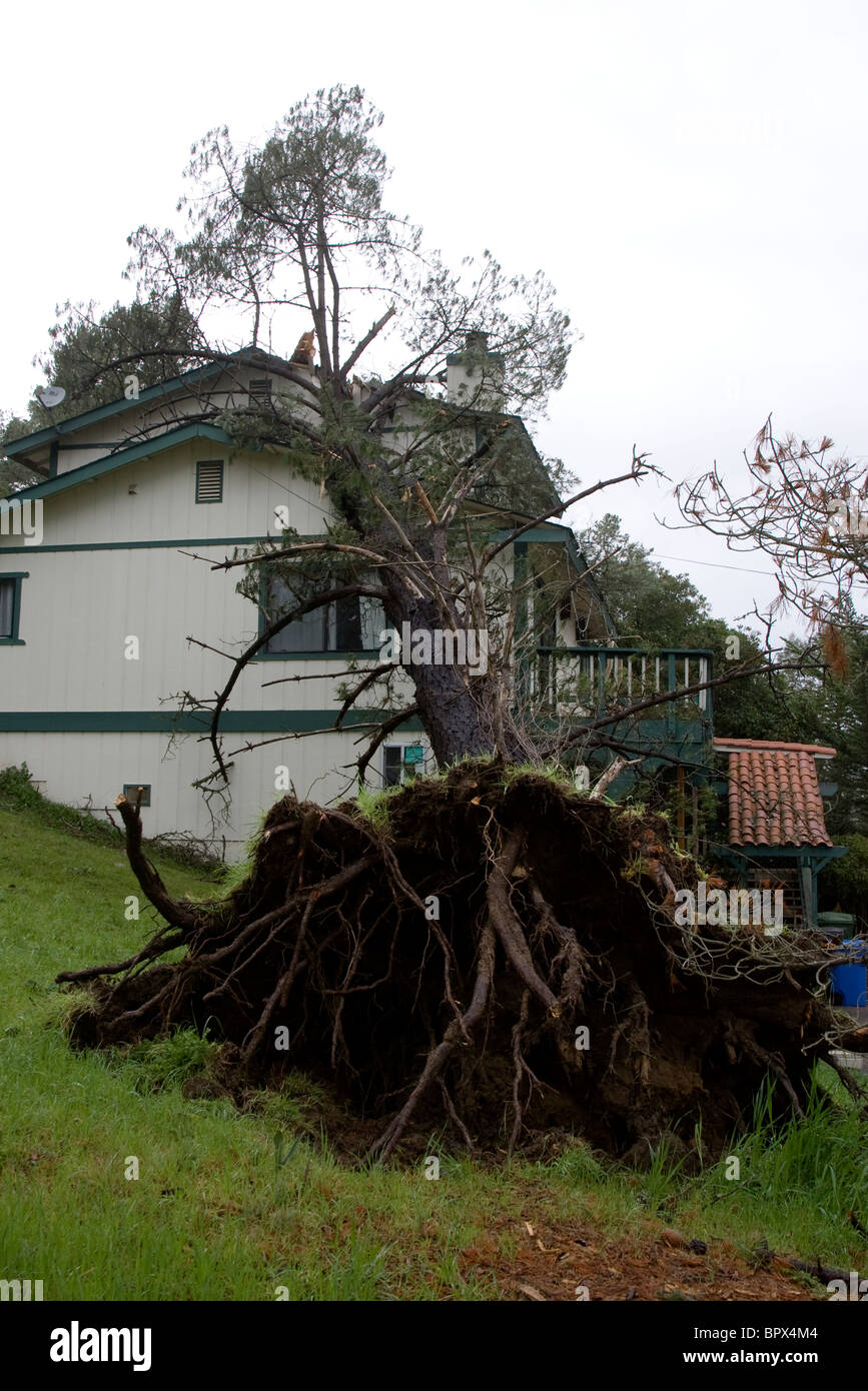 Uprooted Tree Fell on House Stock Photo - Alamy