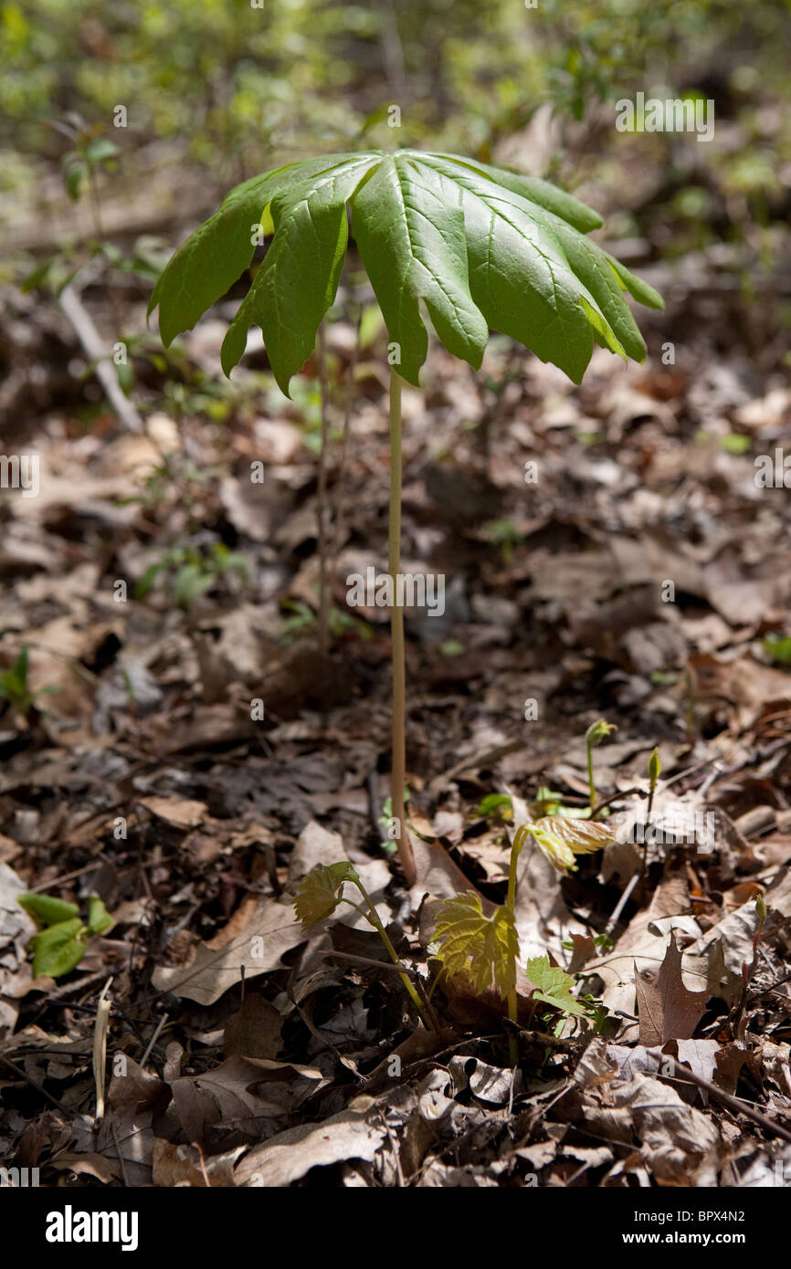 Small green tree seedling surrounded by brown autumn leafs in the ...