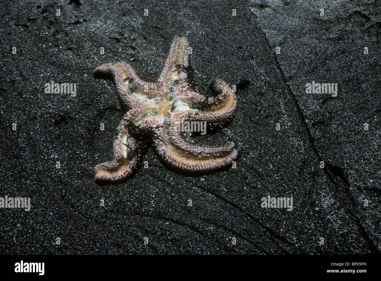 Oregon star fish hi-res stock photography and images - Alamy