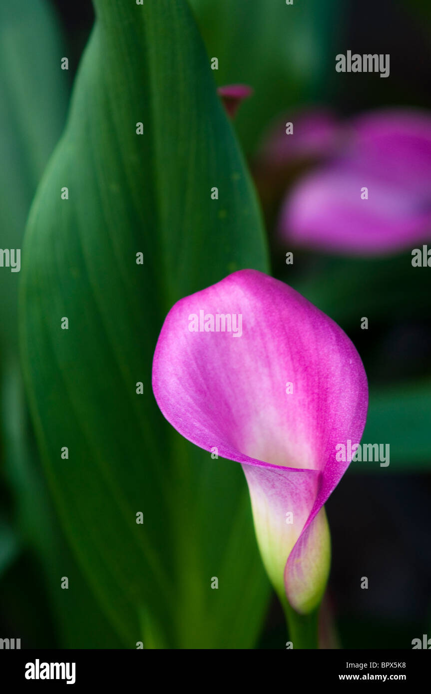 Calla Lily (Zantedeschia elliottiana Stock Photo - Alamy