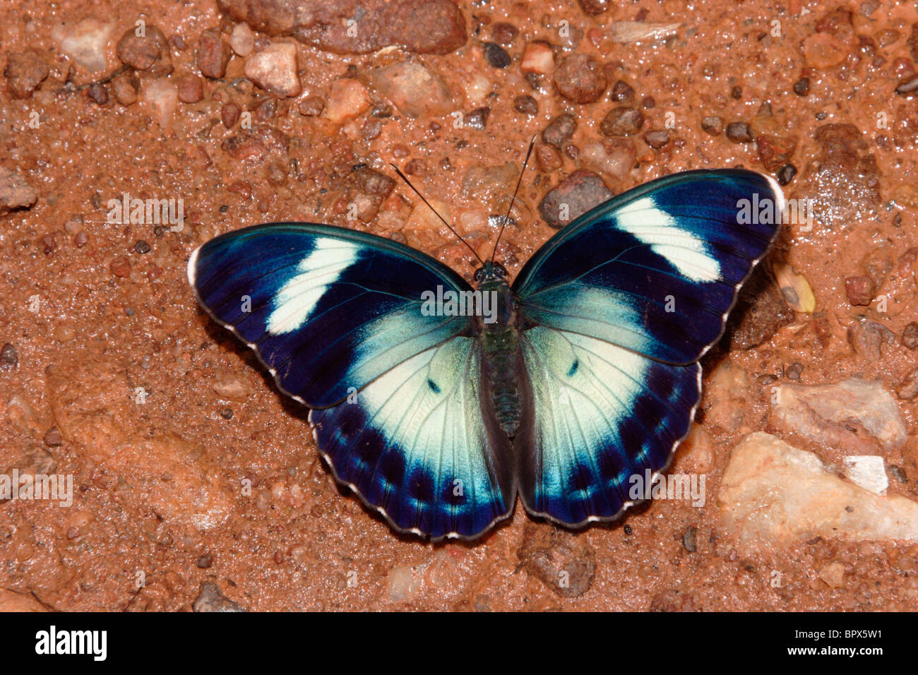 Euphaedra xypete hi-res stock photography and images - Alamy