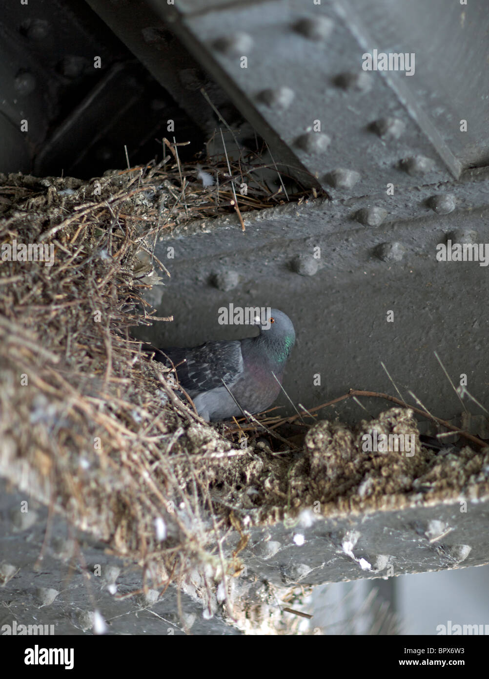 Pidgeon bird hi-res stock photography and images - Alamy