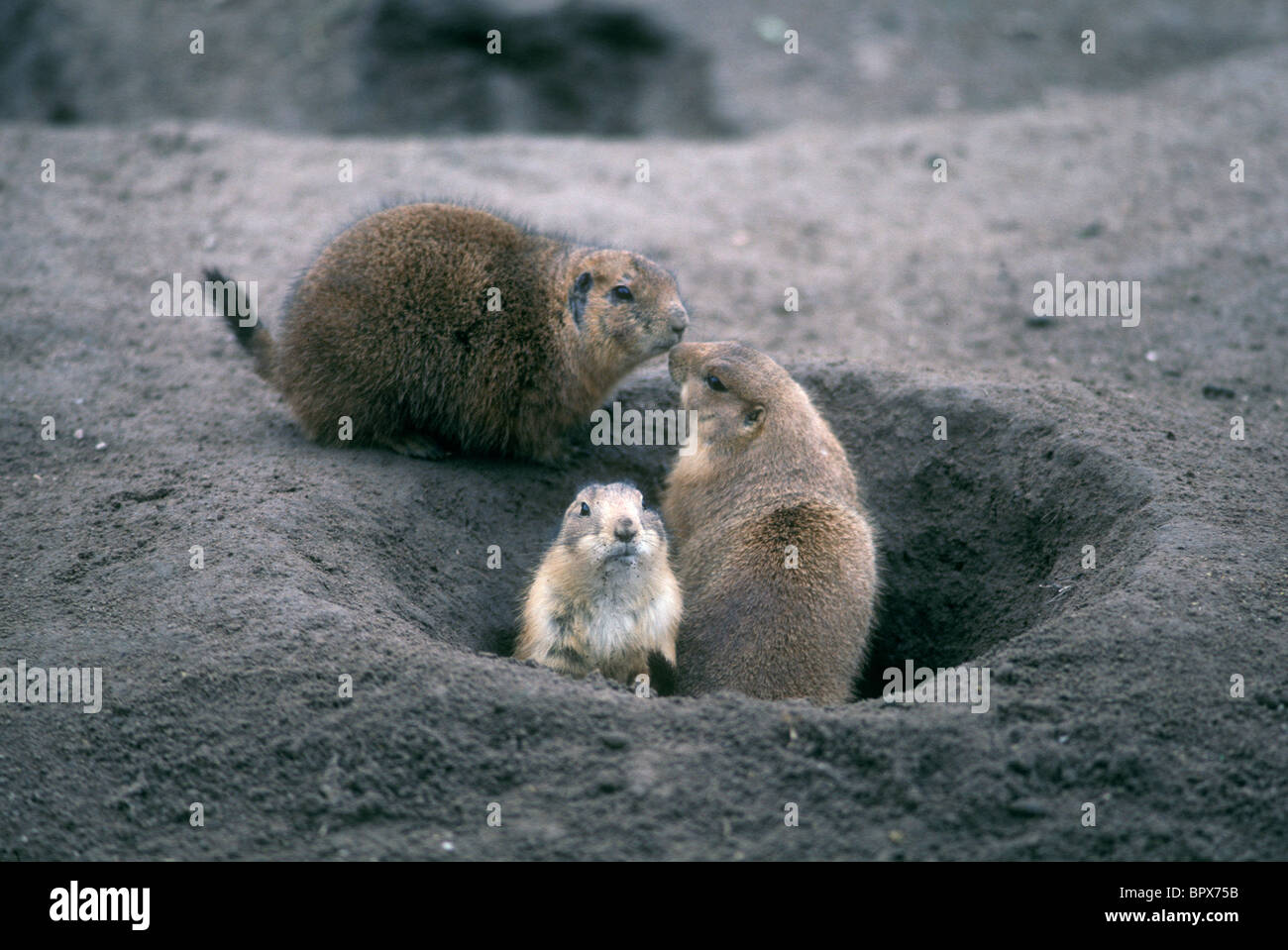 Albuquerque new mexico zoo hi-res stock photography and images - Alamy