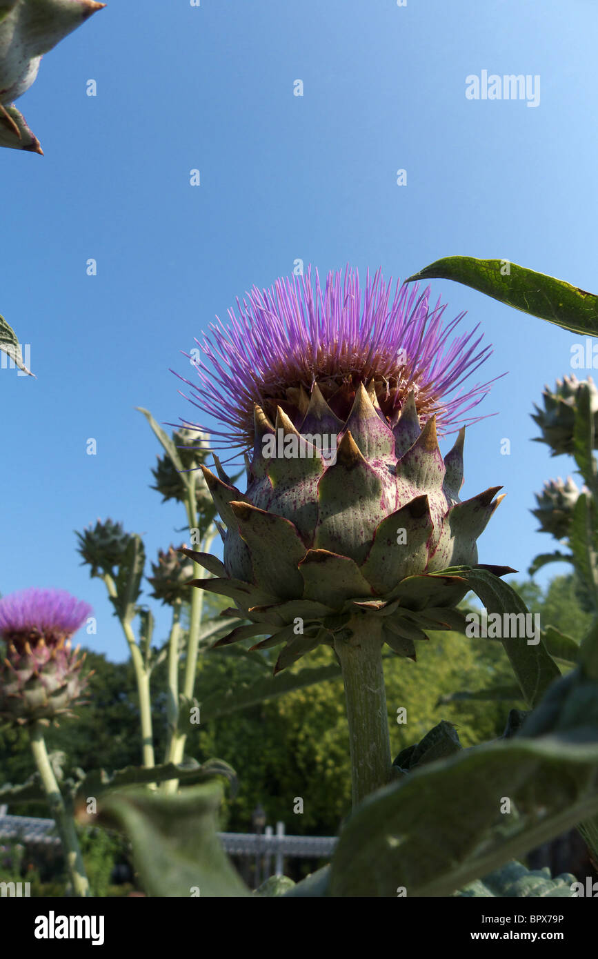 Cynara cardunculus in flower...also known as Cardoon Stock Photo - Alamy