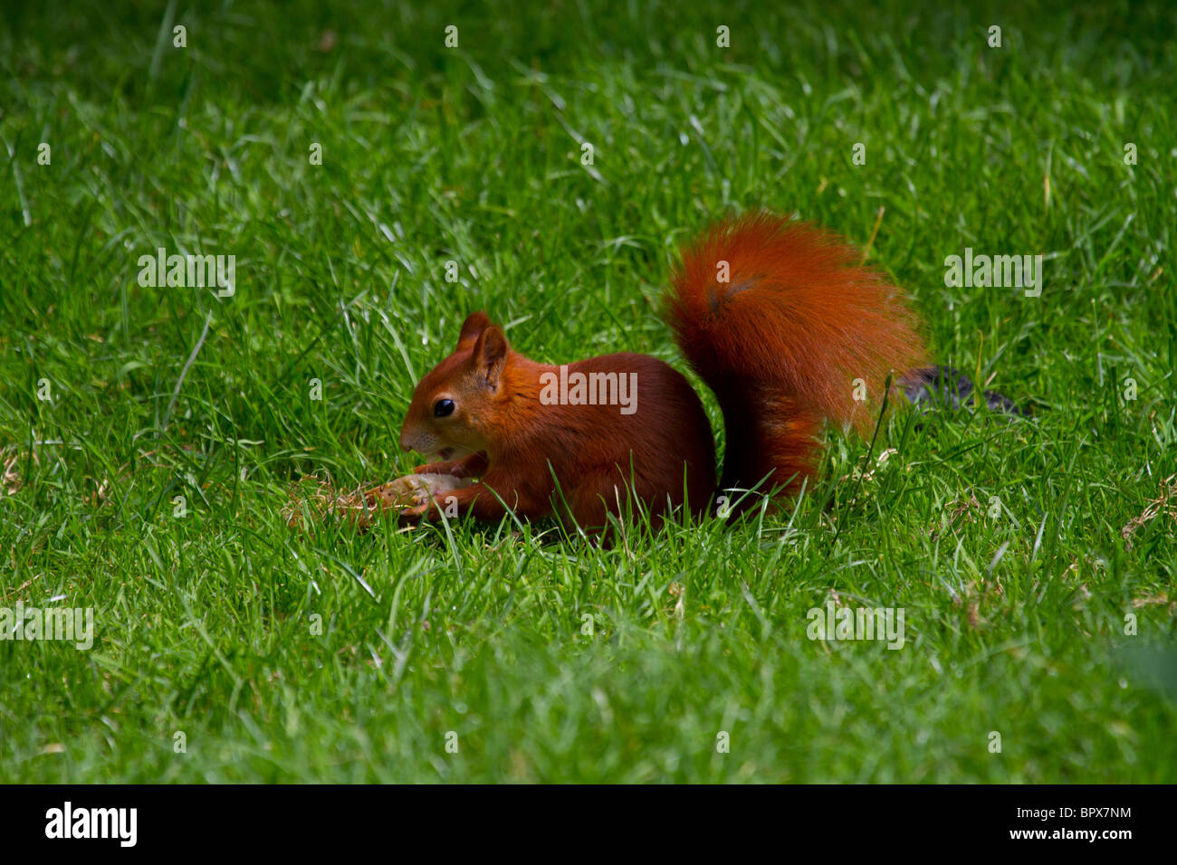 Red Squirrel eating in green grass Stock Photo - Alamy
