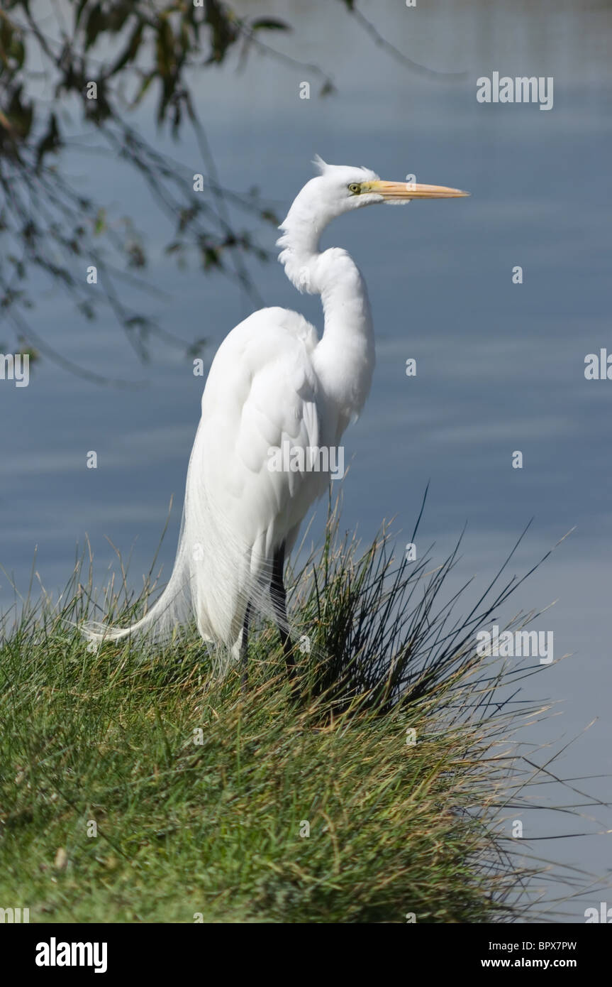 Photo of a Great Egret (Ardea alba) in a lake Stock Photo - Alamy