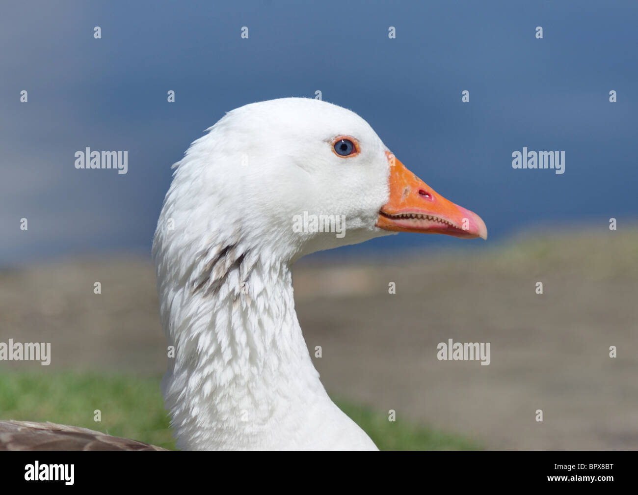 White goose with blue eyes near a lake Stock Photo - Alamy