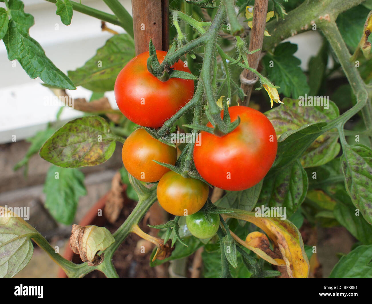 Homegrown Tomatoes, Northern England Stock Photo - Alamy