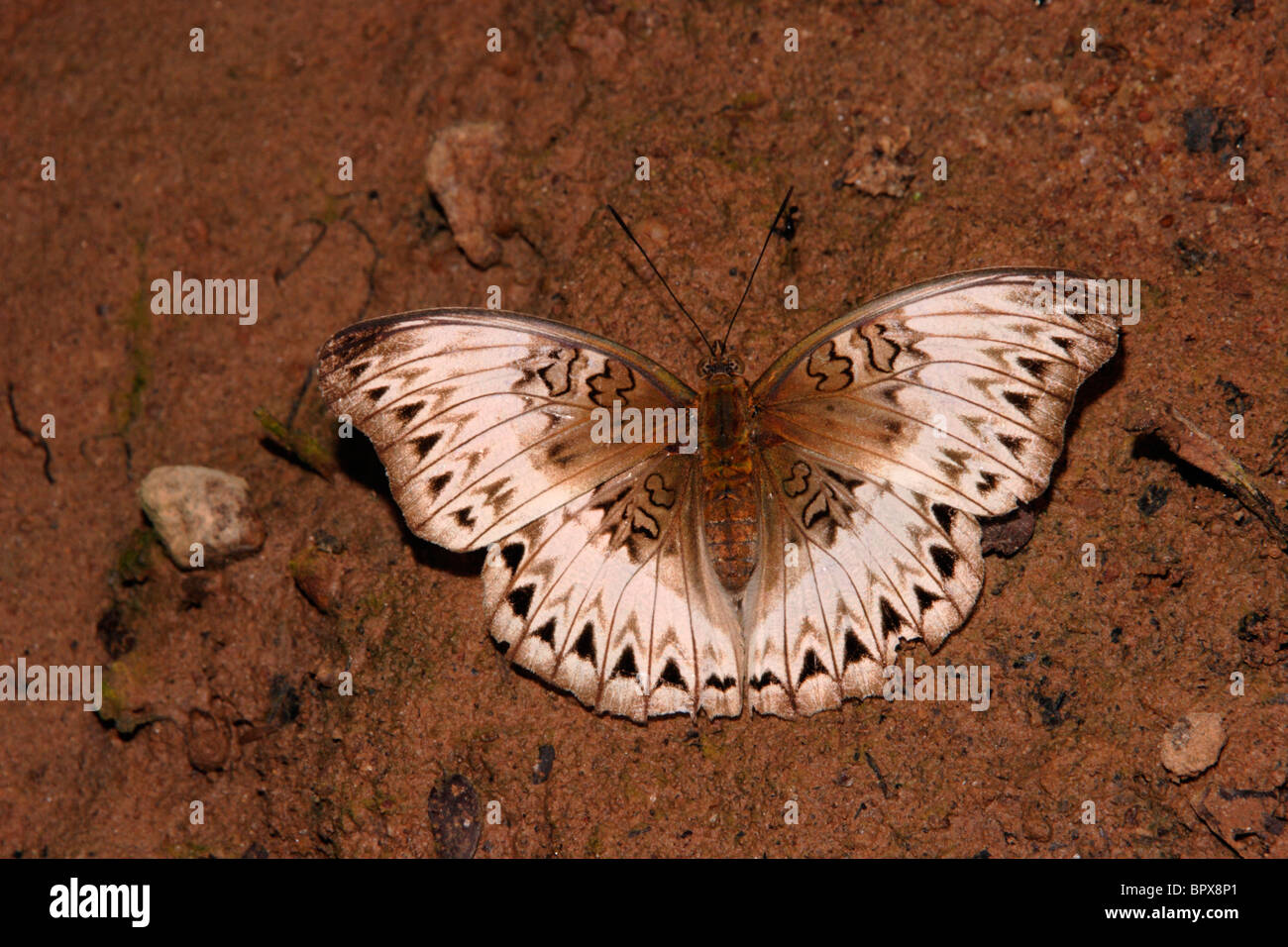 Butterfly (Cymothoe mabillei : Nymphalidae), female puddling in ...