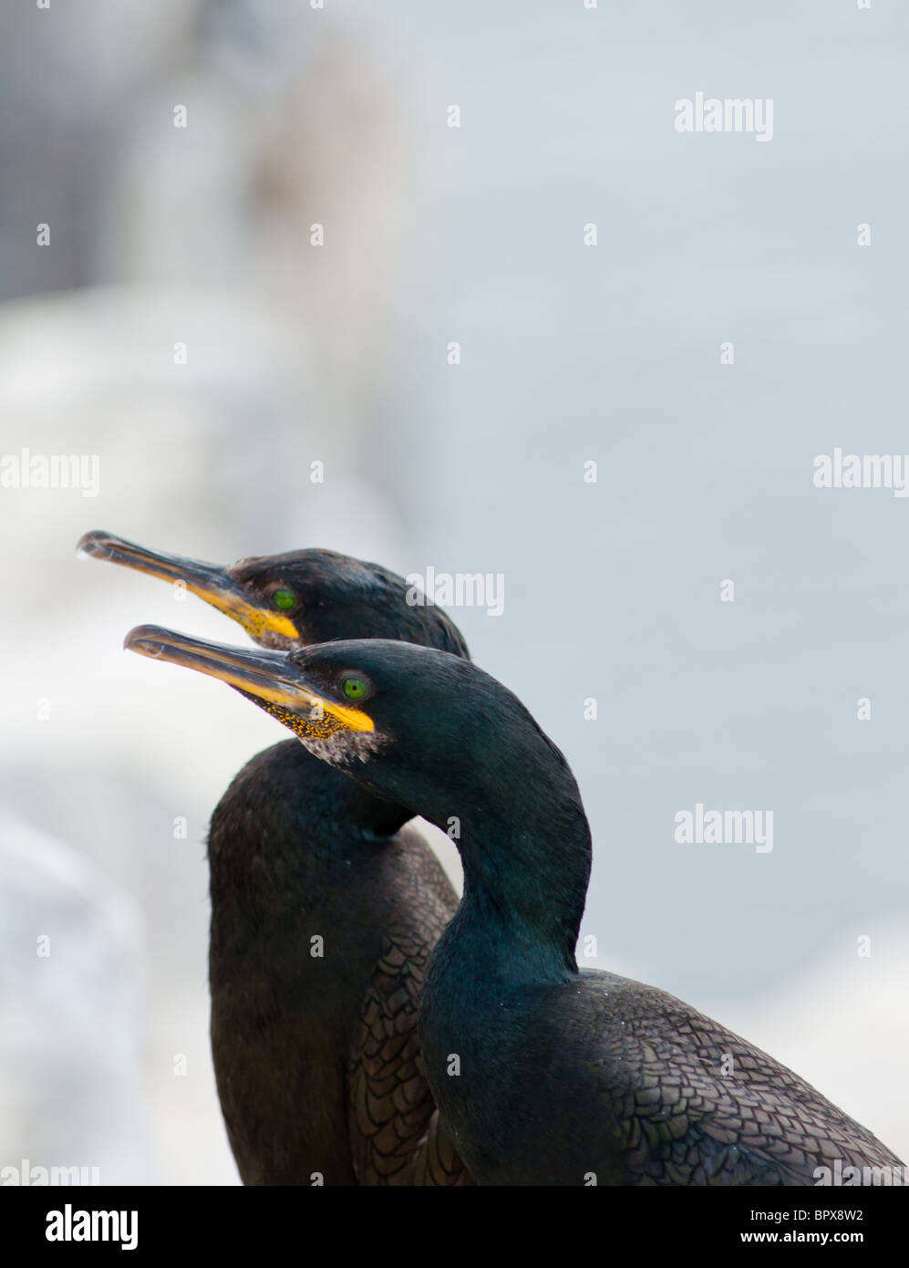 Shag bird european hi-res stock photography and images - Alamy