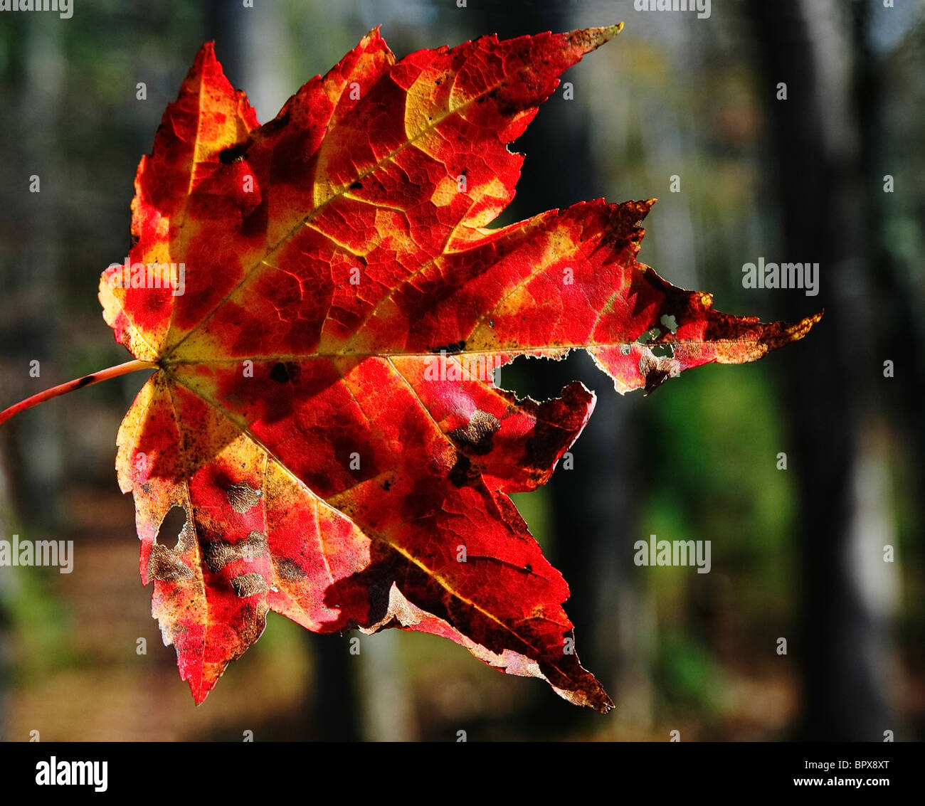 Fall maple leaf in Cades Cove, Smoky Mtn, N.P., Tenn Stock Photo - Alamy